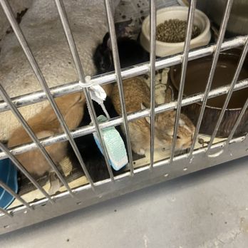 DOWNEY ANIMAL CARE CENTER - Updated January 2025 - 301 Photos & 292 ...