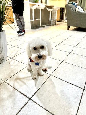 GRUBBY DOGS - Updated August 2025 - 120 Photos & 210 Reviews - 26612 ...