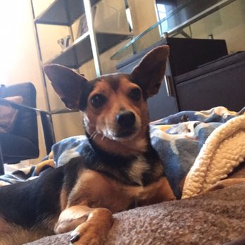 K-9 ANGELS RESCUE - Updated October 2025 - 90 Photos & 110 Reviews ...