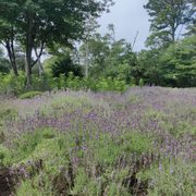 CAPE COD LAVENDER FARM - 86 Photos & 41 Reviews - Home & Garden ...