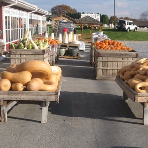 MT AIRY ORCHARDS - Updated December 2025 - 98 Photos & 36 Reviews - 522 ...