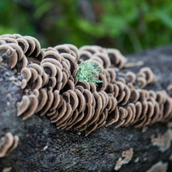 COAL MINE RIDGE TRAILS - Updated July 2025 - 127 Photos & 15 Reviews ...