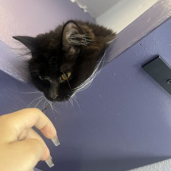 PHX CAT CAFE - Updated December 2024 - 489 Photos & 144 Reviews - 147 E ...