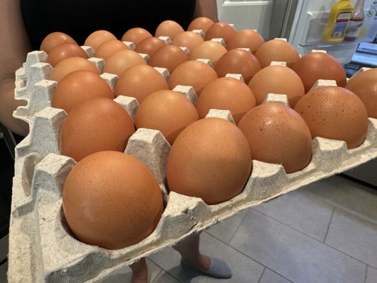 DADDINO’S EGG RANCH - Updated February 2025 - 20 Photos & 44 Reviews ...