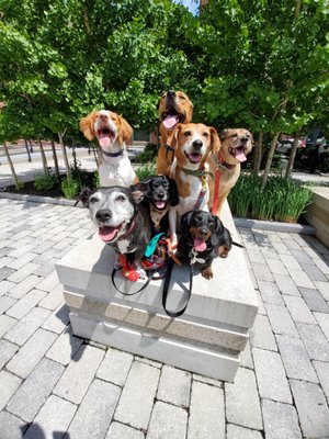 THE DOG SLOB - Updated October 2025 - 22 Photos & 11 Reviews - Boston ...