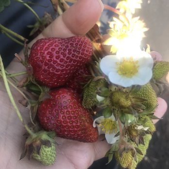 SWANTON BERRY FARM - Updated October 2024 - 1107 Photos & 526 Reviews ...