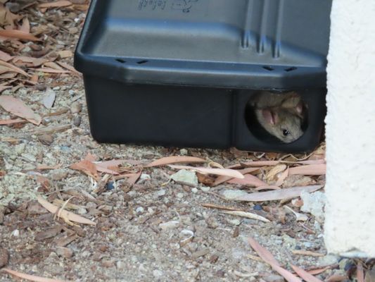 ADVANCED IPM - Updated October 2025 - 23 Photos & 156 Reviews - San ...