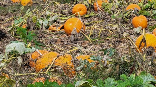 SNEADS FARM - Updated October 2025 - 91 Photos & 41 Reviews - 18294 ...