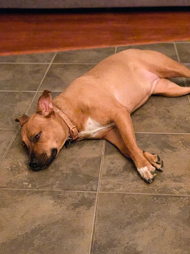 POOPY DOO - 40 Photos & 47 Reviews - 3219 E Camelback Rd, Phoenix, AZ ...