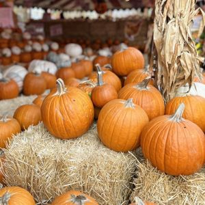 PIERCE PUMPKIN PATCH - Updated December 2025 - 13 Photos & 22 Reviews ...