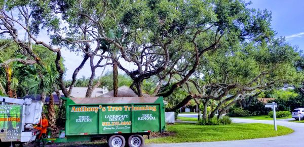 ANTHONYS TREE TRIMMING - Updated June 2025 - 14 Photos - 3905 Sabal ...