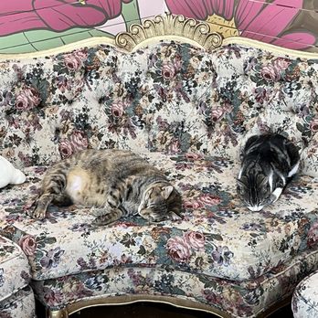 DON’T STRESS MEOWT - CAT CAFE - Updated September 2025 - 294 Photos ...