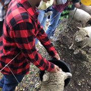 ROSE BRIDGE FARM & SANCTUARY - 147 Photos & 55 Reviews - 1314 N ...