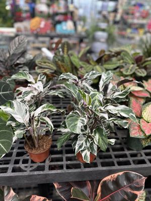 PAT’S FARMS GARDEN CENTER - Updated January 2026 - 71 Photos - 1126 ...