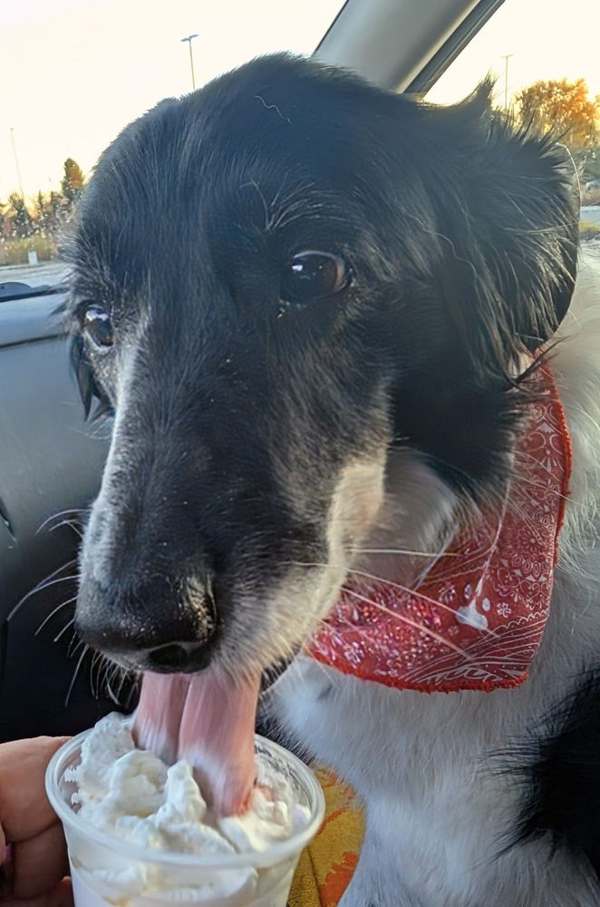 STARBUCKS - Updated March 2025 - 24 Iber Road, Ottawa, Ontario, Canada ...