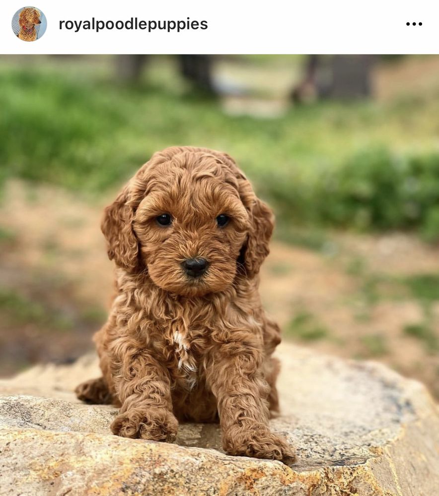 ROYAL POODLE PUPPIES - Updated July 2025 - 14 Photos - Newcastle ...