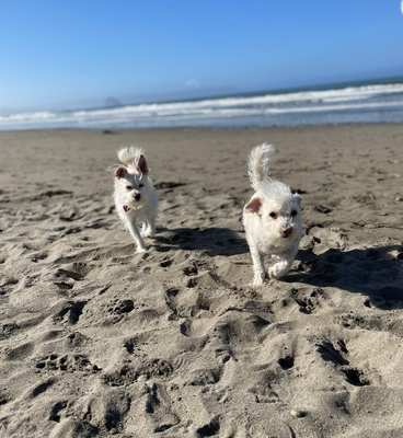 ONE STOP PET GROOMING - Updated September 2025 - 12 Photos & 23 Reviews ...