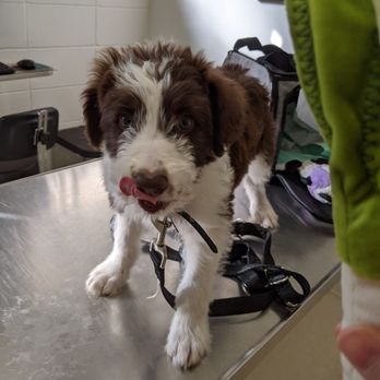 COLMA ANIMAL HOSPITAL - Updated July 2024 - 106 Photos & 299 Reviews ...