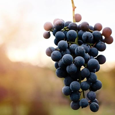 GROVEDALE WINERY & VINEYARDS - Updated July 2024 - 12 Photos - 71 ...