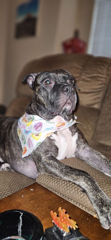 Barking Beauties - Updated May 2026 - 33 Photos & 15 Reviews - 9415 ...