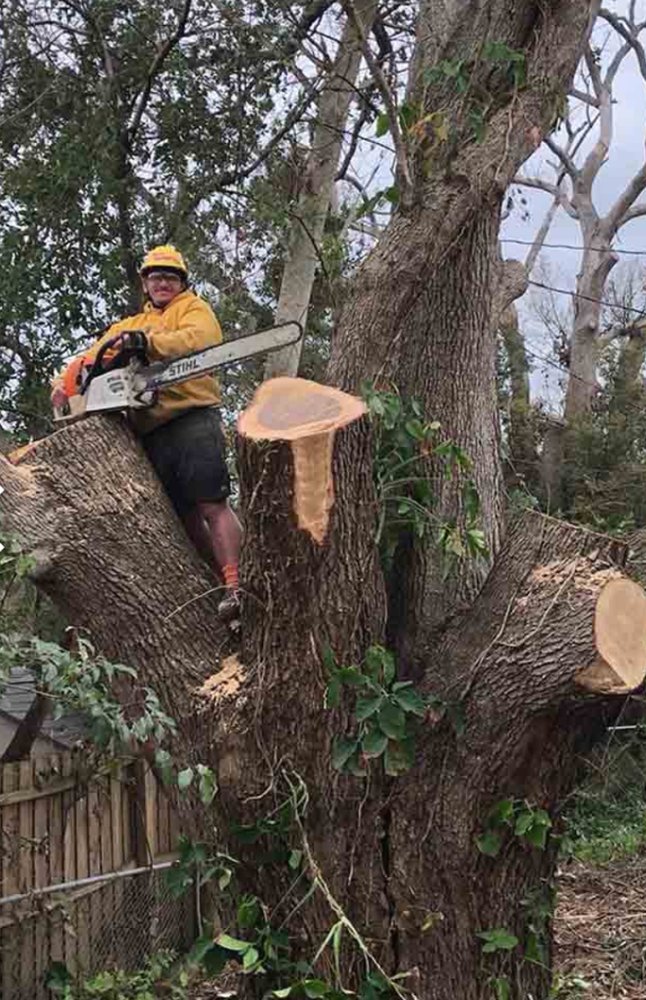 TREE MONKEYS - Updated December 2025 - 20 Photos & 34 Reviews - 274 ...