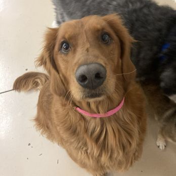 ALL TAILS R WAGGIN - Updated December 2025 - 148 Photos & 82 Reviews ...