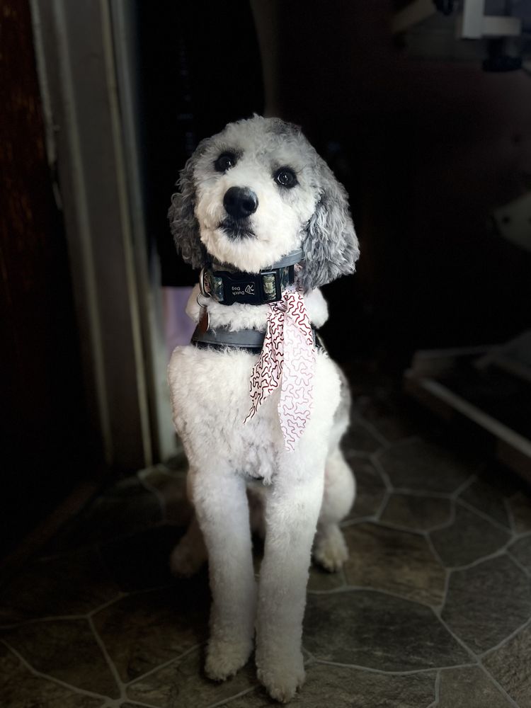 THE MUTT HUTT - Updated October 2025 - 33 Photos - 809 Mountain View Rd ...