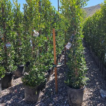 MOON VALLEY NURSERIES - QUEEN CREEK / SAN TAN VALLEY - Updated June 2024 - 43 Photos & 23 ...