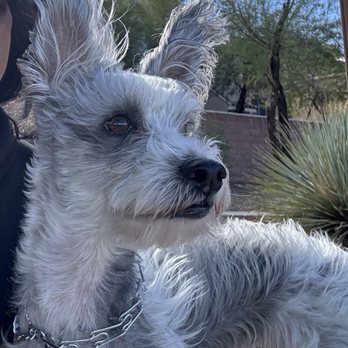 A PATH 4 PAWS - Updated January 2026 - 13 Reviews - 232 N Jones Blvd, Las Vegas, Nevada - Pet ...