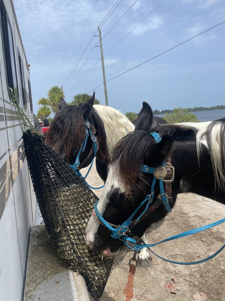 CAROUSEL SEA HORSES - 17 Photos - 8400 Manatee Ave W, Bradenton ...