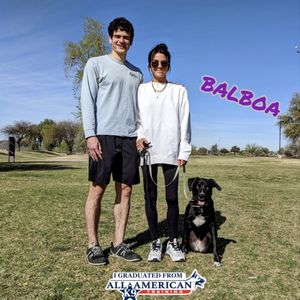 ALL-AMERICAN K-9 DOG TRAINING - 379 Photos & 266 Reviews - Phoenix ...