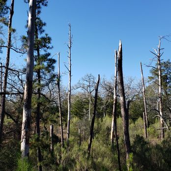 BUESCHER STATE PARK - Updated December 2025 - 62 Photos & 16 Reviews ...