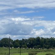 HOWLING COW DAIRY EDUCATION CENTER AND CREAMERY - 162 Photos & 49 ...