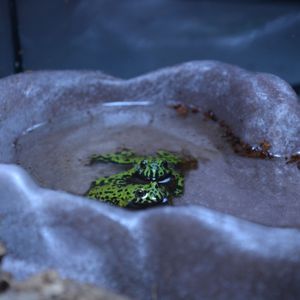 PETS PLUS NATURAL - 44 Photos & 32 Reviews - 151 Lincoln Hwy, Fairless ...