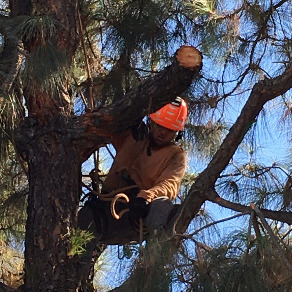 BEST TREE SERVICE - Updated July 2025 - 27 Photos - Glendora ...