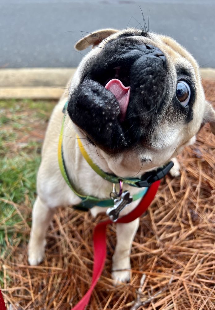 THE GOLDEN LEASH - Updated August 2025 - 25 Photos - Charlotte, North ...