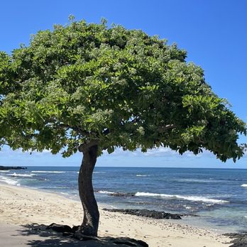 BEACH TREE RESTAURANT BAR AND LOUNGE - 477 Photos & 282 Reviews - 72 ...