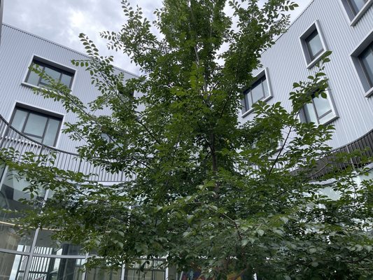 CHICAGO PUBLIC LIBRARY NORTHTOWN BRANCH - Updated December 2025 - 28 ...