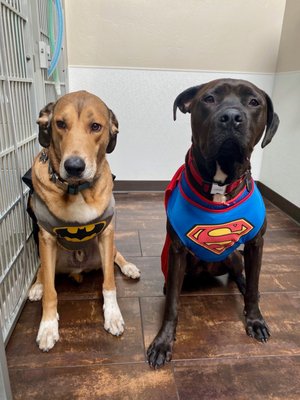 PAWS VETERINARY CENTER - Updated July 2025 - 157 Photos & 128 Reviews ...