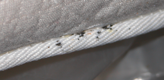 BED BUGS ARIZONA - Updated December 2025 - 14 Photos & 10 Reviews ...