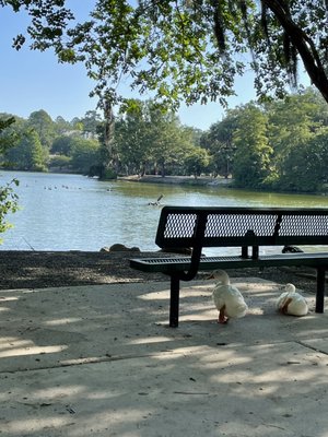 LAKE ELLA PARK - Updated June 2025 - 137 Photos & 52 Reviews - N Monroe ...