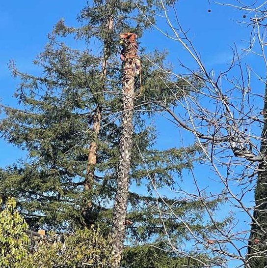 TOP NOTCH TREE SERVICES - Updated February 2025 - Request a Quote ...