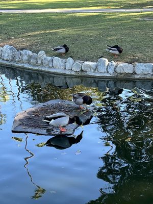 PEARSON PARK & POOL - Updated January 2026 - 206 Photos & 44 Reviews ...