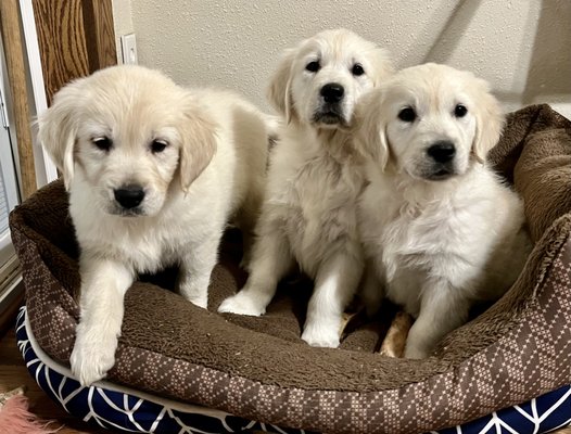 PREPPY PUPS - Updated December 2025 - 45 Photos & 21 Reviews - 8302 W ...