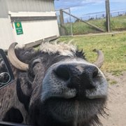 OLYMPIC GAME FARM - 689 Photos & 343 Reviews - 1423 Ward Rd, Sequim, WA ...