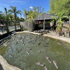 CROC ENCOUNTERS - 225 Photos & 110 Reviews - 8703 Bowles Rd, Tampa, FL ...