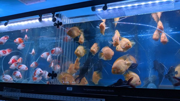 MONSTER AQUARIUM - 70 Photos & 122 Reviews 【131-08 40th Rd, Flushing ...