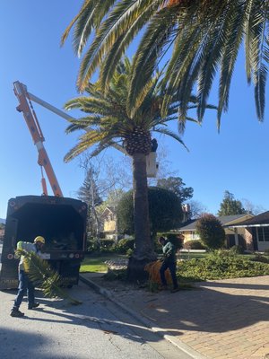 MIABELLA EXPERT TREE SERVICE - Updated April 2025 - 98 Photos & 87 ...