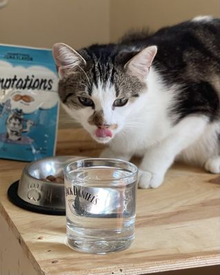 TRI-COUNTY HUMANE SOCIETY - Updated June 2026 - 13 Photos & 11 Reviews ...