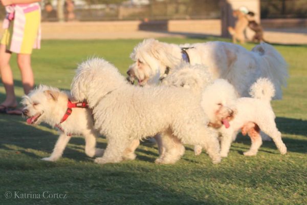 VILA BORBA PARK - 165 Photos & 81 Reviews - 17001 Amadora Dr, Chino ...